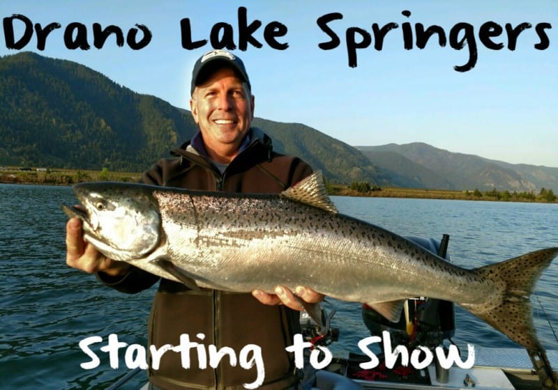 Drano Lake Springers Starting to Show - Pautzke Bait Co