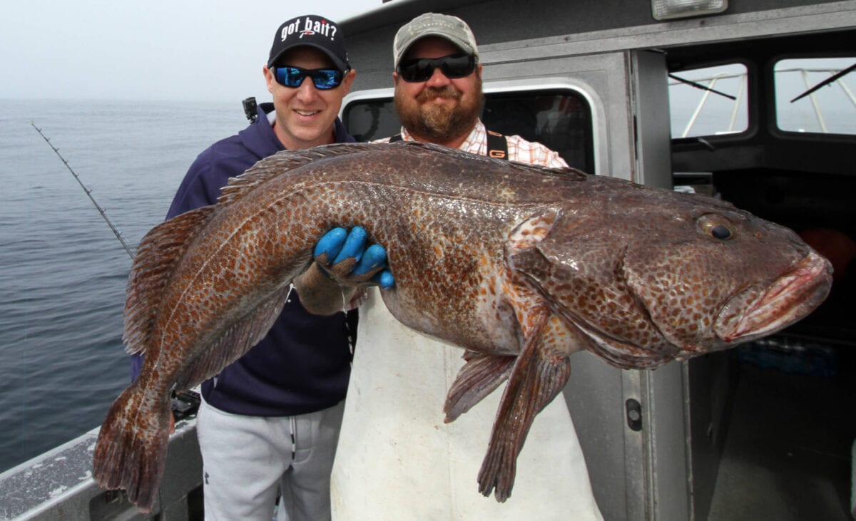 Epic Lingcod Action in the Gulf of Alaska - Pautzke Bait Co