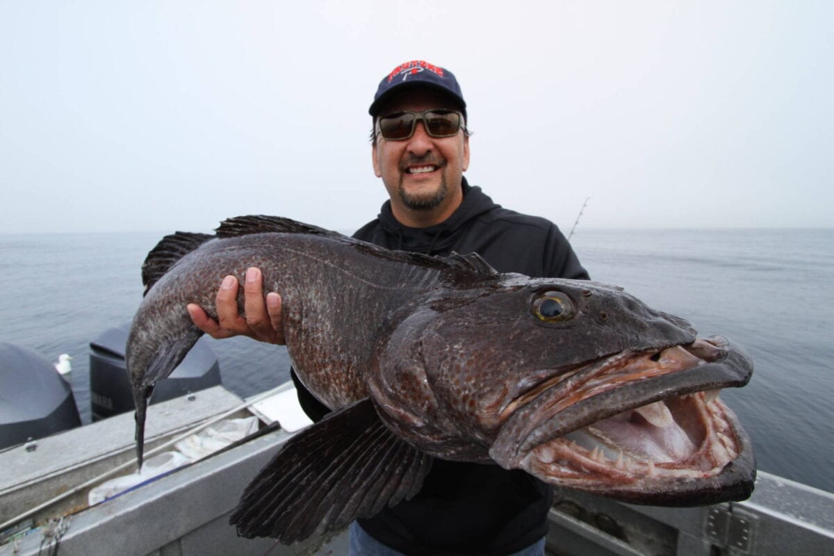 Epic Lingcod Action in the Gulf of Alaska - Pautzke Bait Co