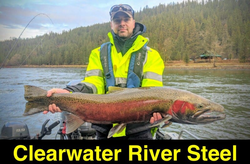 Good Steelhead Bite On the Clearwater River - Pautzke Bait Co