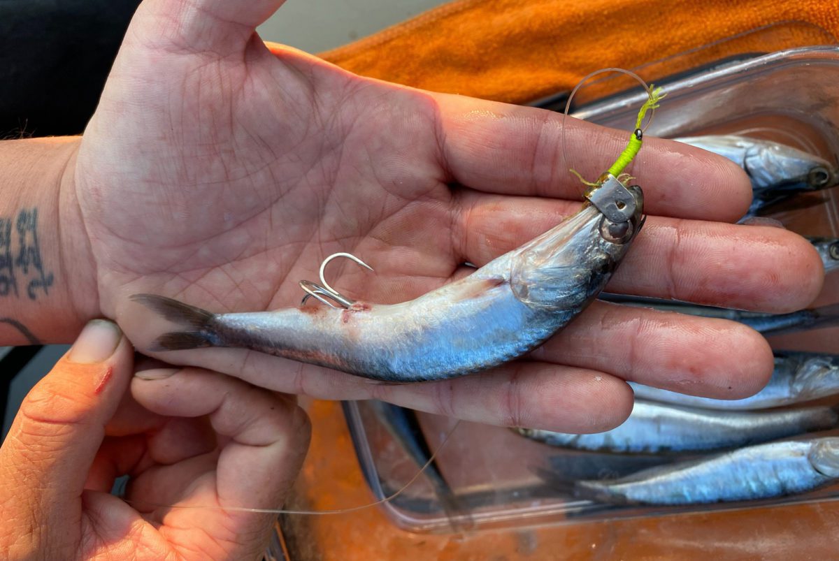 Learn How to Brine & Rig Bait for West Coast Salmon - Pautzke Bait Co