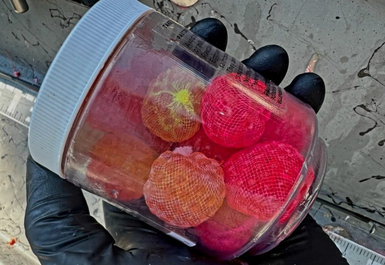 The Perfect Spawn Sac for Great Lakes Salmon - Pautzke Bait Co