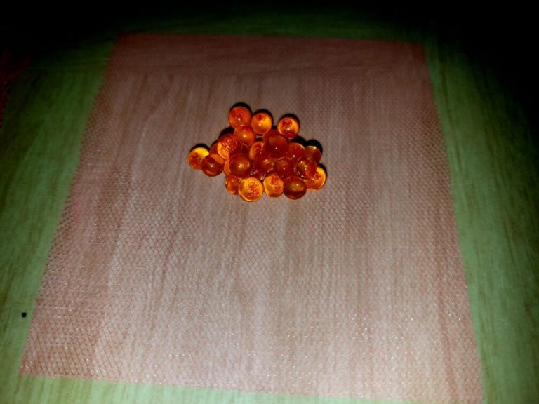 Spawn Sac Season is Back: Quick Refresher on How to Tie Sacs - Pautzke ...