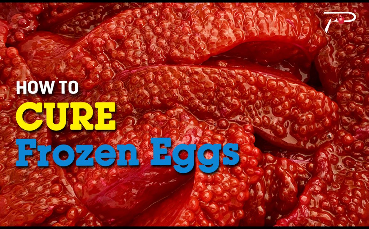 How to Cure Frozen Eggs - Pautzke Bait Co